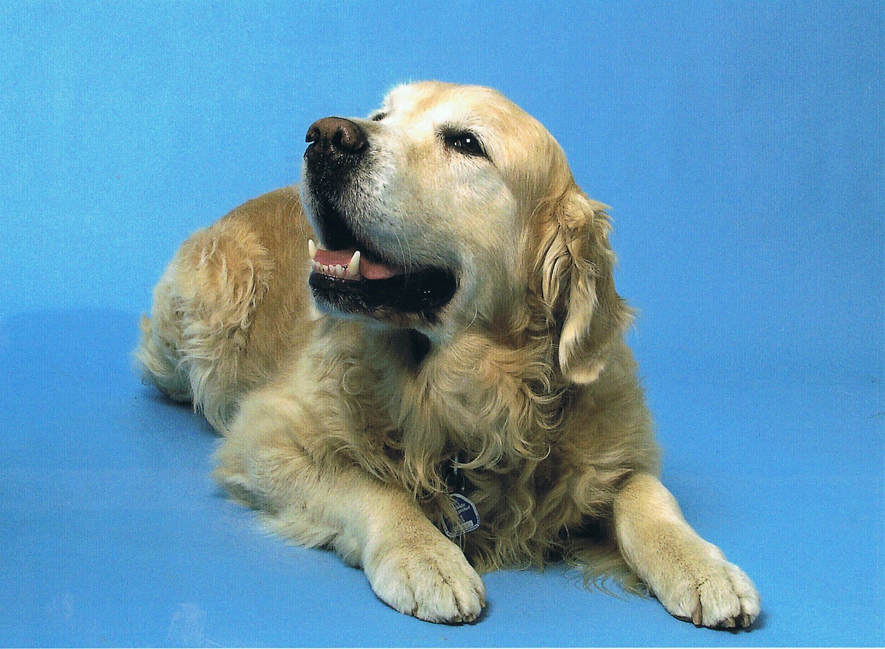 Perro Perdiguero De Oro Animal - Foto gratis en Pixabay - Pixabay
