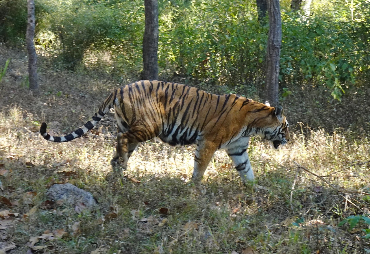 Tiger Cat Panthera Tigris - Free photo on Pixabay