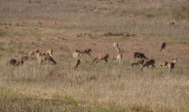 Spotted Deer Chital Axis - Free photo on Pixabay