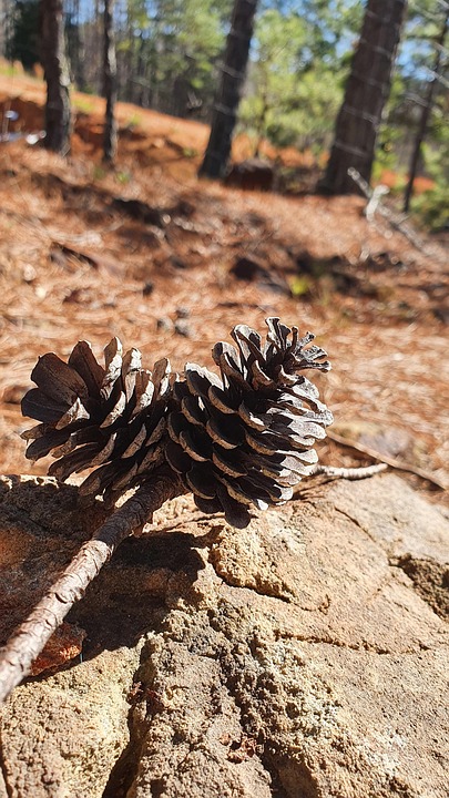 Nature Gland Forêt - Photo gratuite sur Pixabay - Pixabay