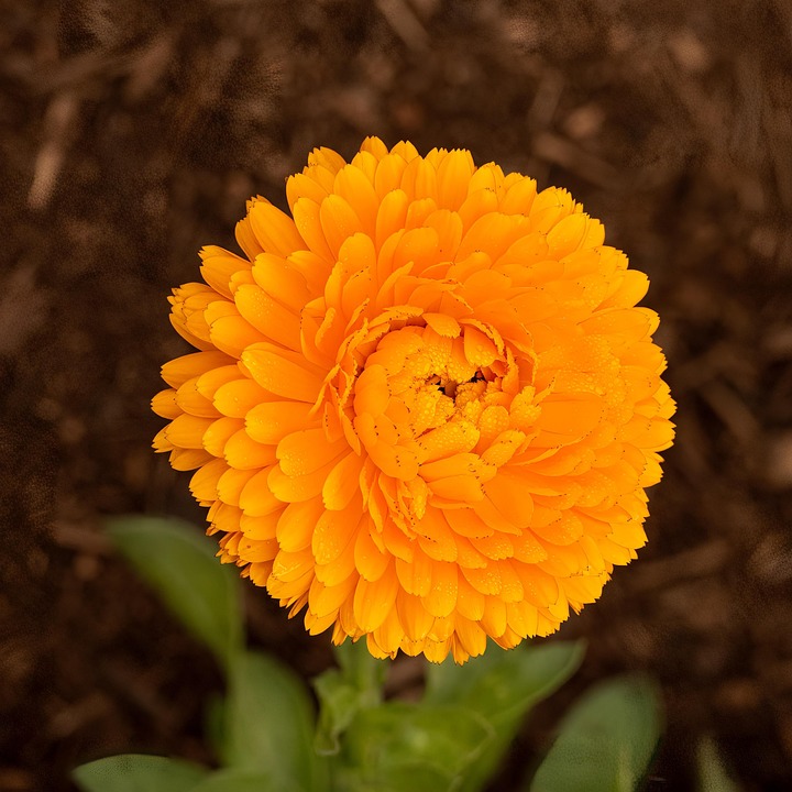 Bunga Marigold Calendula - Foto gratis di Pixabay