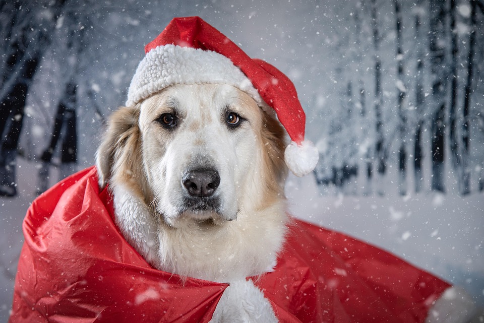 Jul Hund Jultid Första - Gratis foto på Pixabay