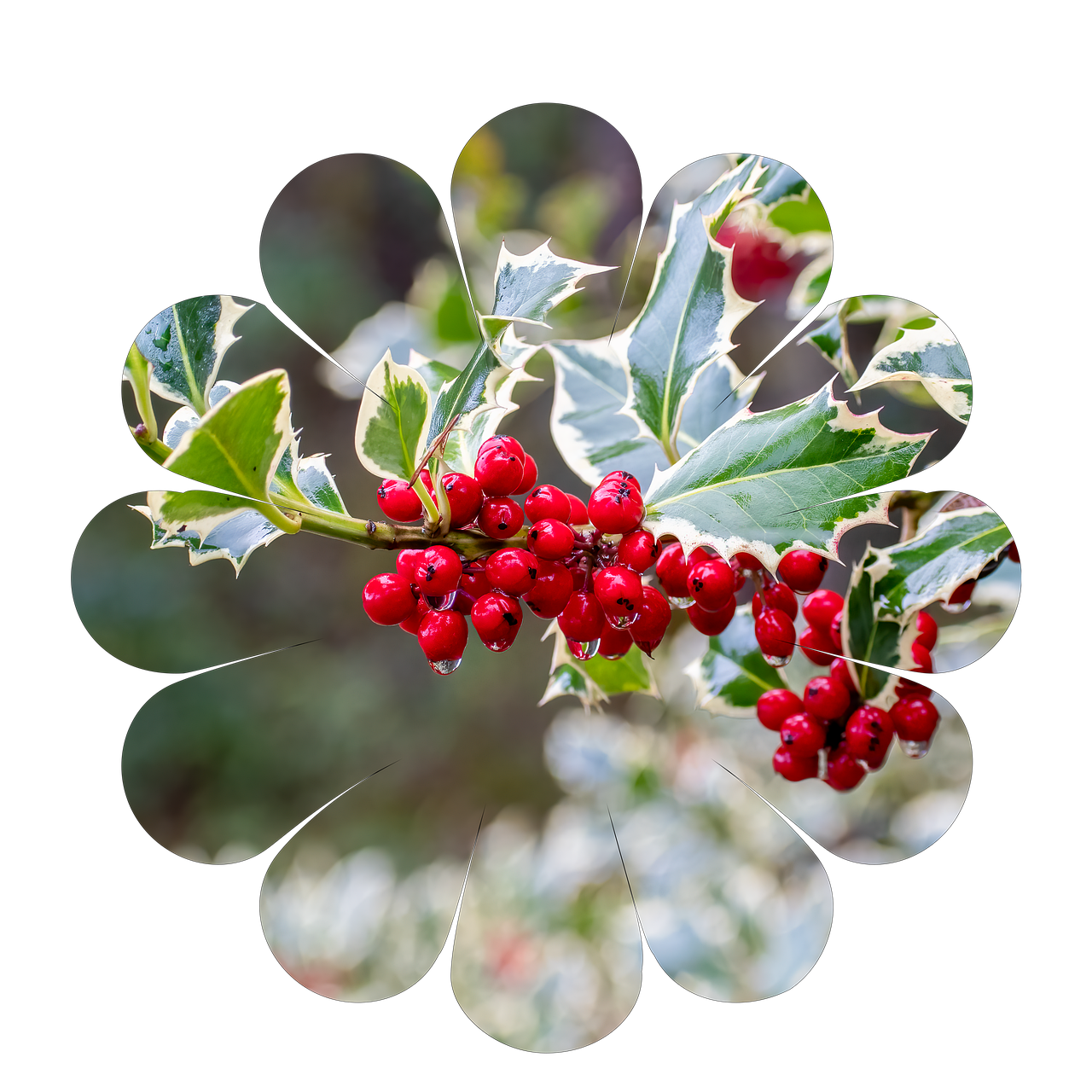 200+ Free Holly Leaf & Holly Images - Pixabay