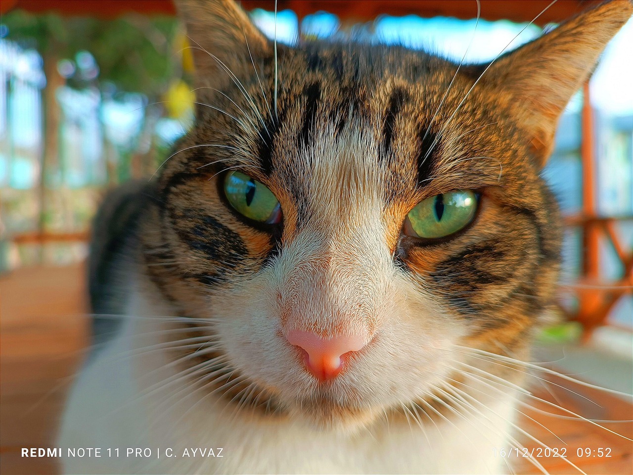 Cat Eyes Free Photo On Pixabay Pixabay
