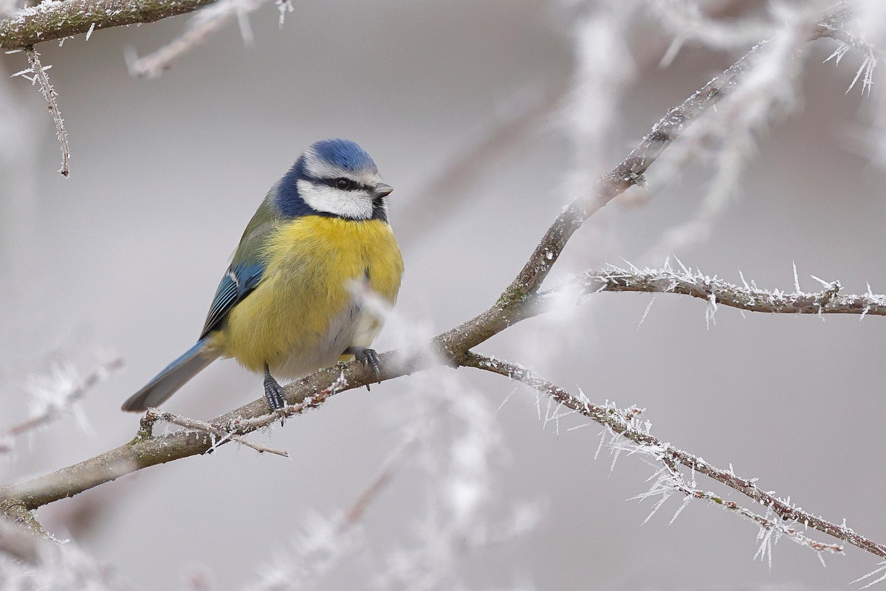 Blue Tit Bird Ice - Free photo on Pixabay