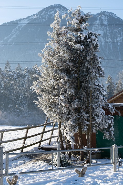 Winter Tree Snow New - Free photo on Pixabay
