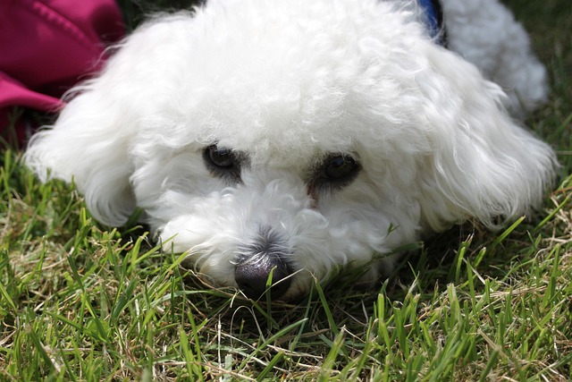 Chien Animal Domestique Cabot - Photo gratuite sur Pixabay - Pixabay