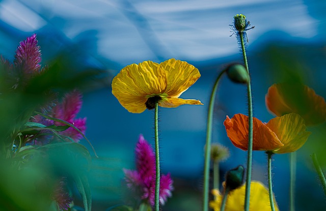 Poppy Flowers Poppies Botany - Free photo on Pixabay