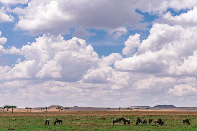 Animal Safári Savannah Animais - Foto gratuita no Pixabay