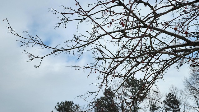 Skinny Tree Branch Winter - Free photo on Pixabay - Pixabay
