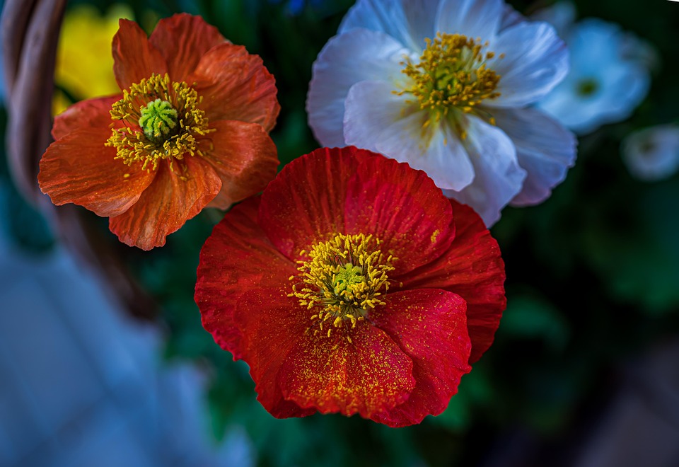 Fleurs De Pavot Pétales - Photo gratuite sur Pixabay