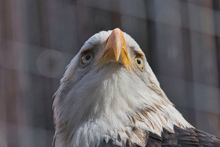 500+ Free Eagle Portrait & Eagle Images - Pixabay