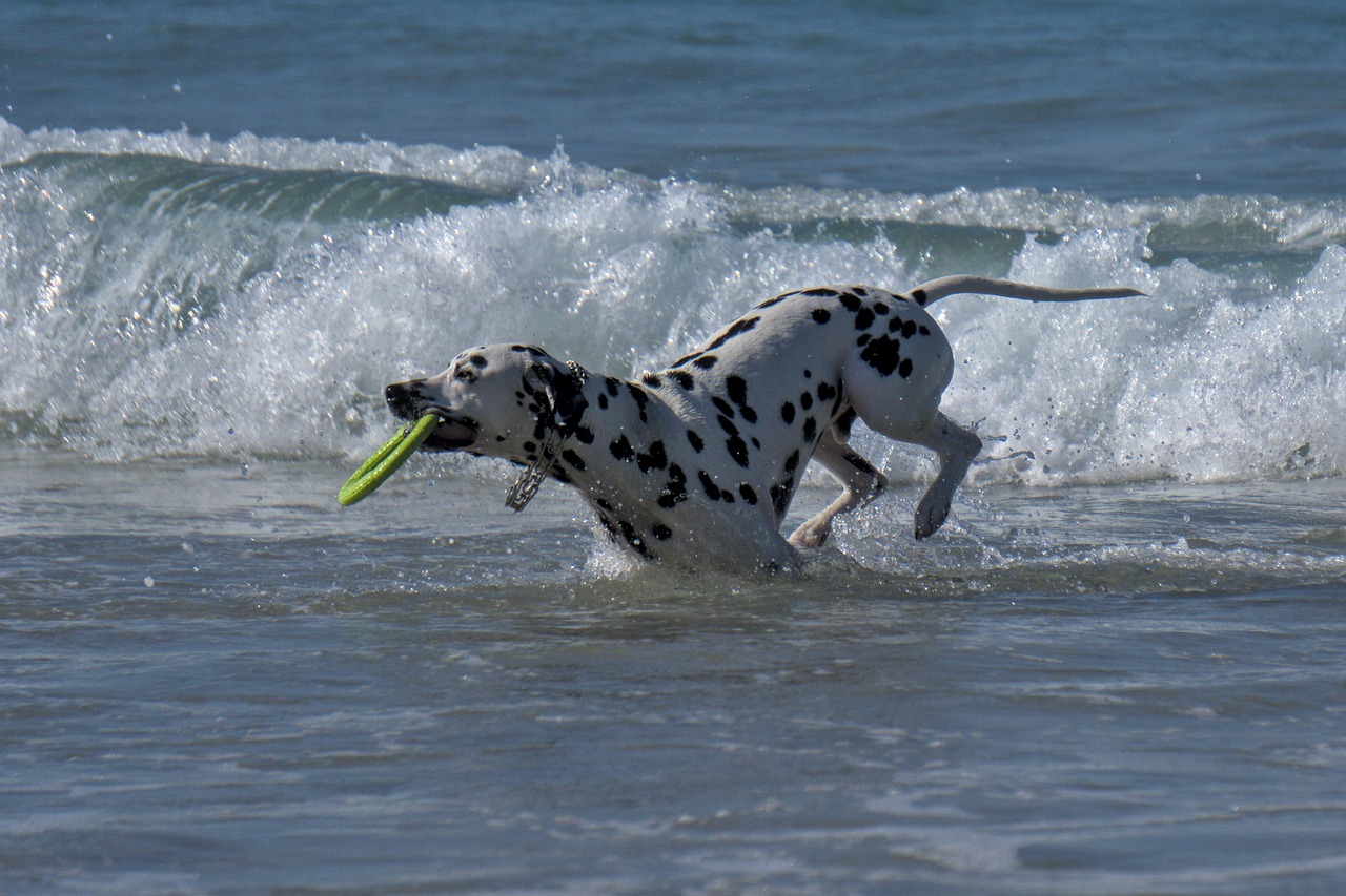 Perro Mascota Amigo - Foto gratis en Pixabay - Pixabay