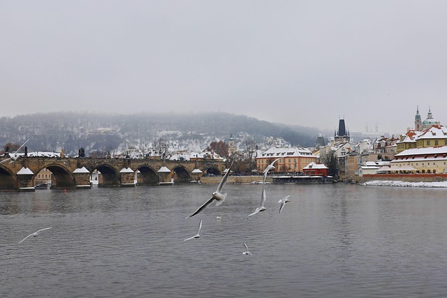 City Gulls Birds - Free photo on Pixabay