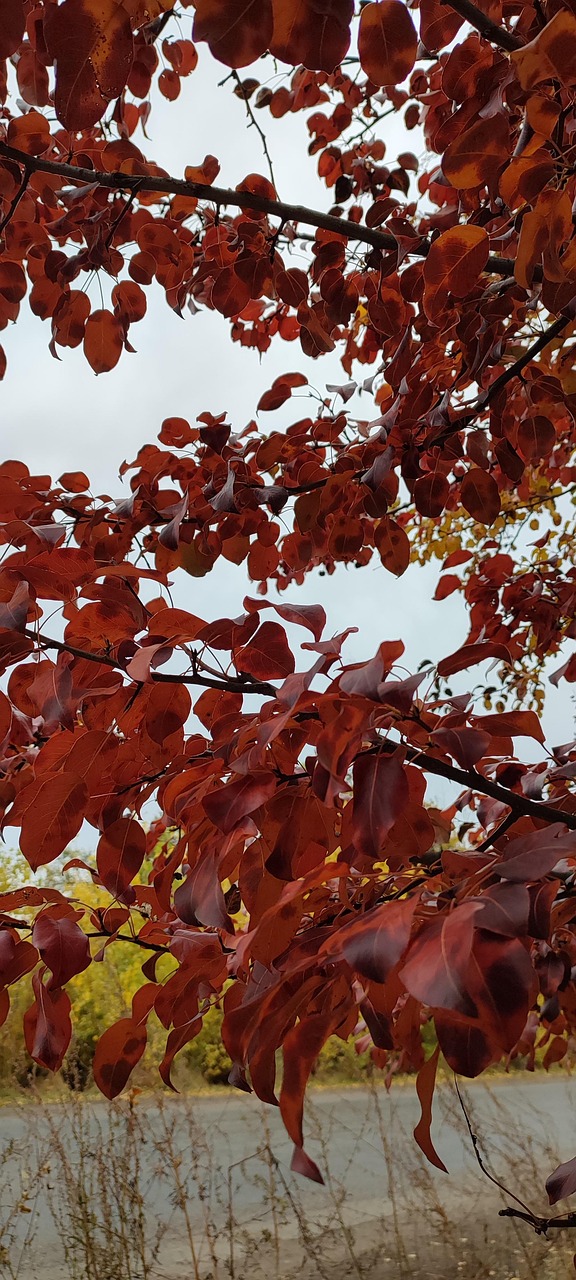 Red Leaves Autumn View - Free photo on Pixabay - Pixabay