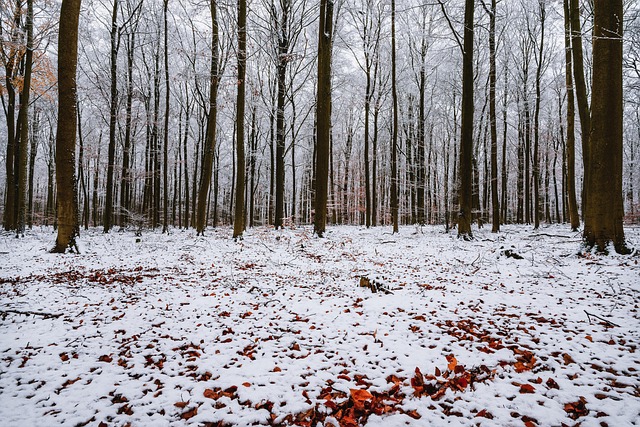 Inverno Neve Frio - Foto gratuita no Pixabay - Pixabay