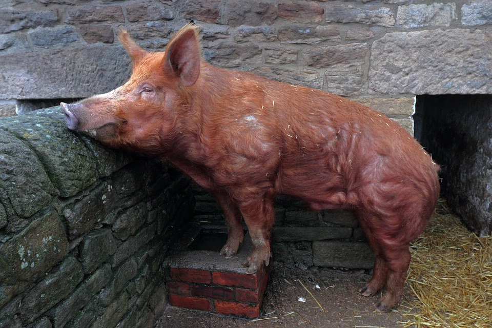 Pig Pork Farm - Free photo on Pixabay