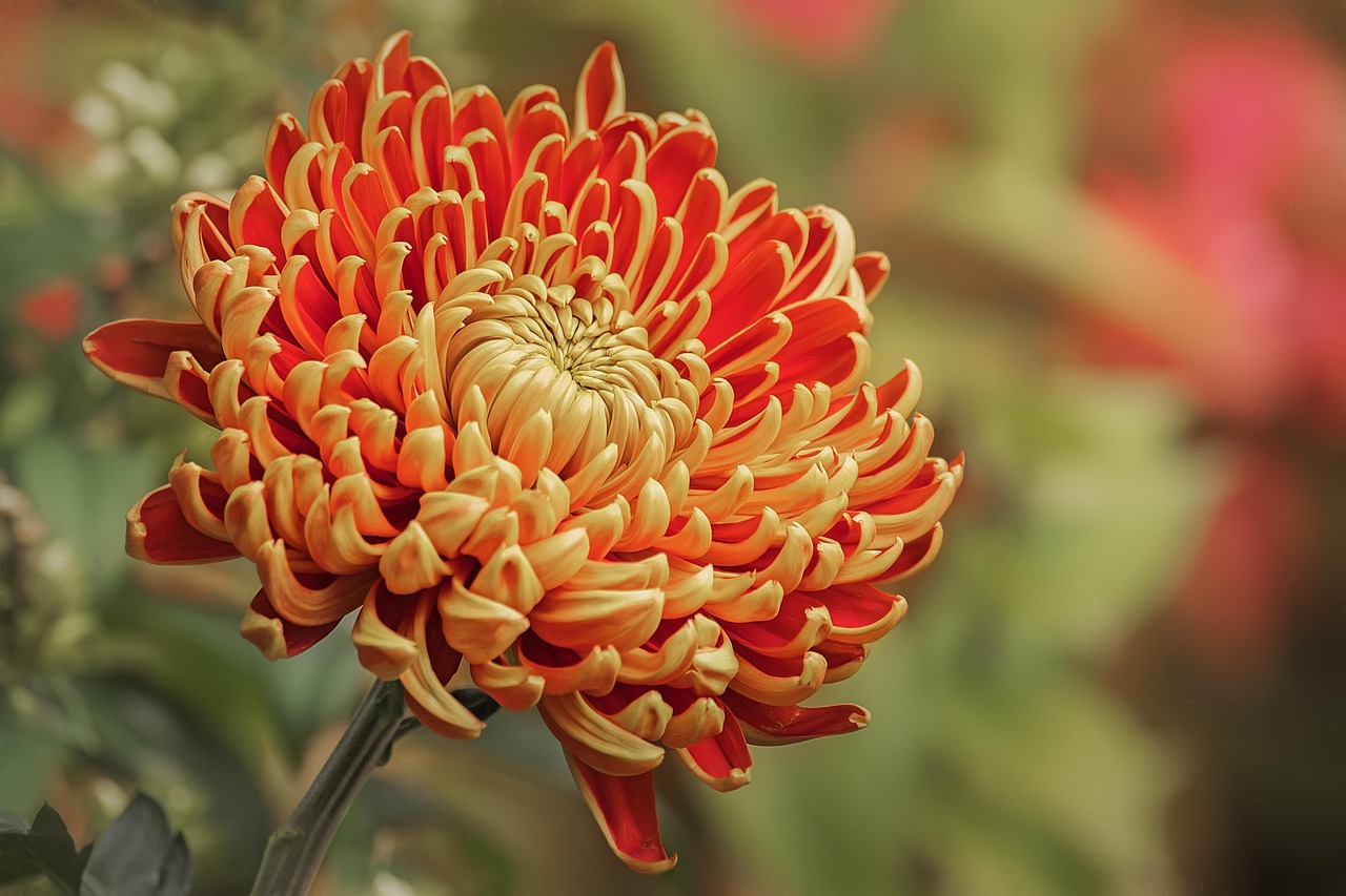 50,000+ Free Mum Flower & Nature Images - Pixabay