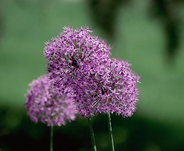 Blomst Lilla Kronblad - Gratis foto på Pixabay - Pixabay