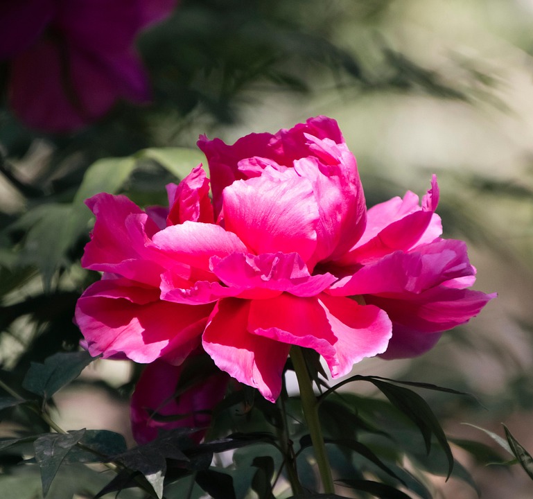 Peonía Flor Planta The Pink - Foto gratis en Pixabay