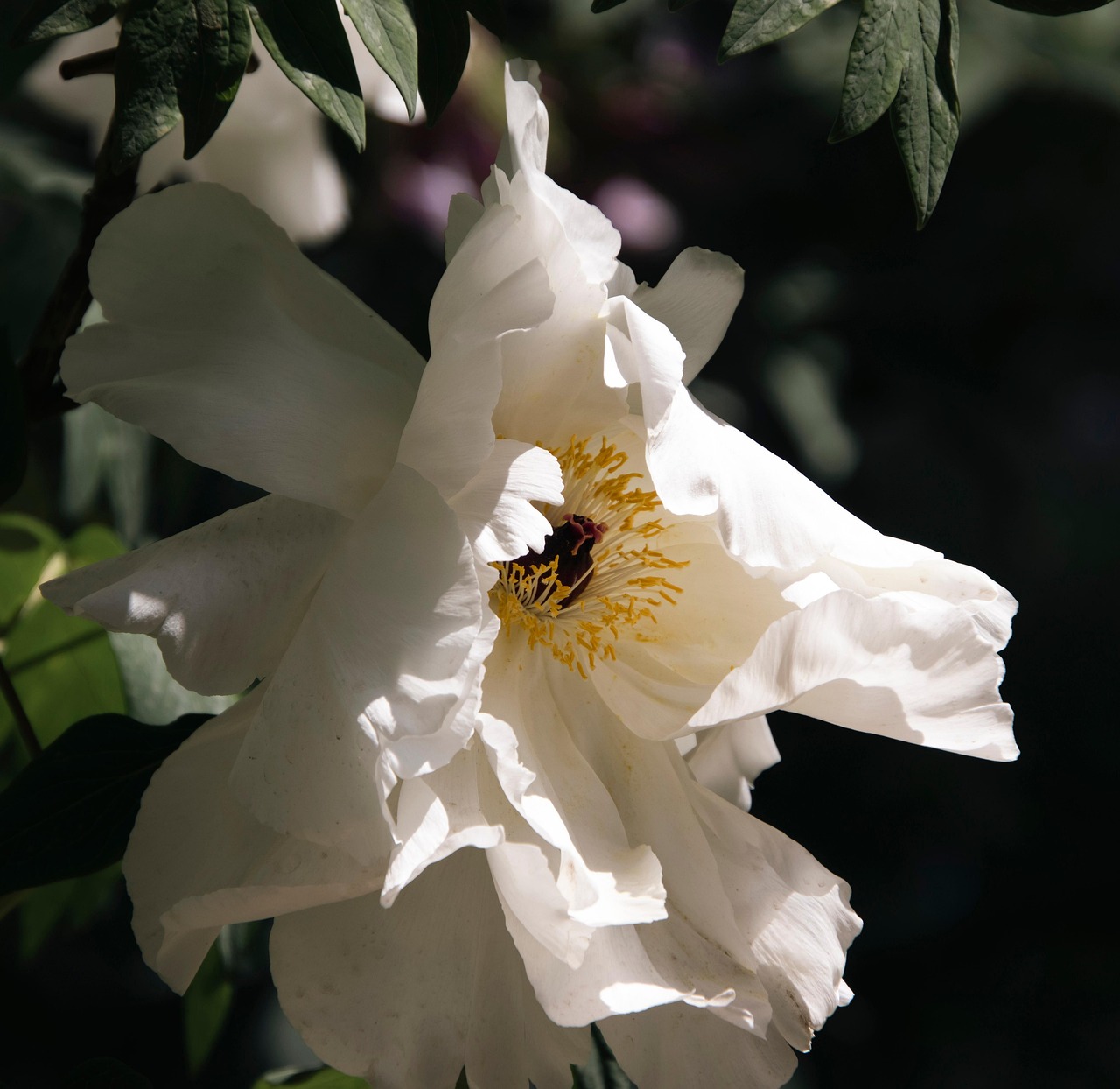 Pfingstrose Blume Pflanze - Kostenloses Foto auf Pixabay - Pixabay