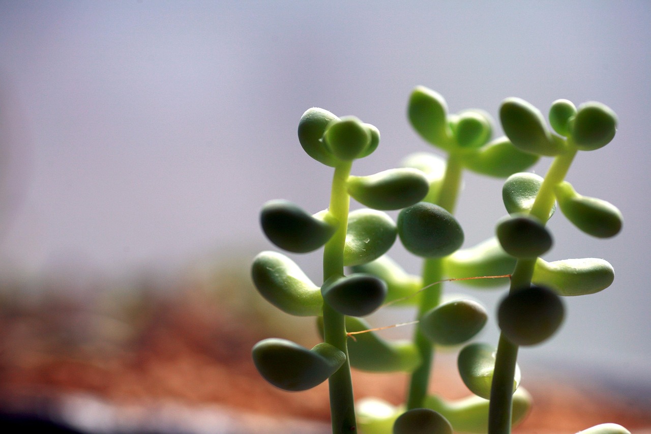 Fleshy Succulents Flower - Free photo on Pixabay - Pixabay