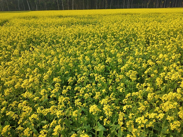Mustard Field Oil - Free photo on Pixabay - Pixabay