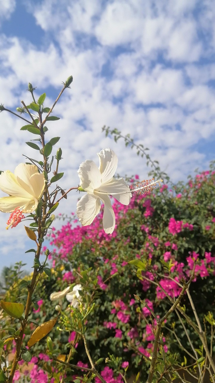 Flori Trandafir Natura - Fotografie gratuită pe Pixabay - Pixabay