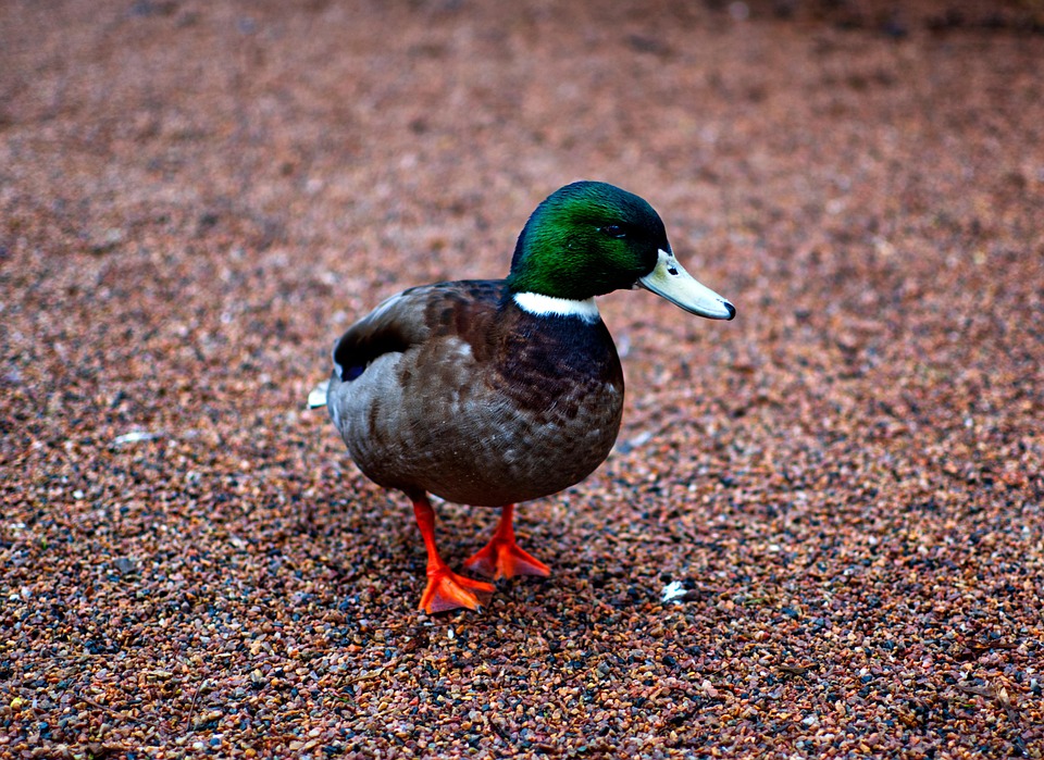 Duck Bird Feathers - Free photo on Pixabay