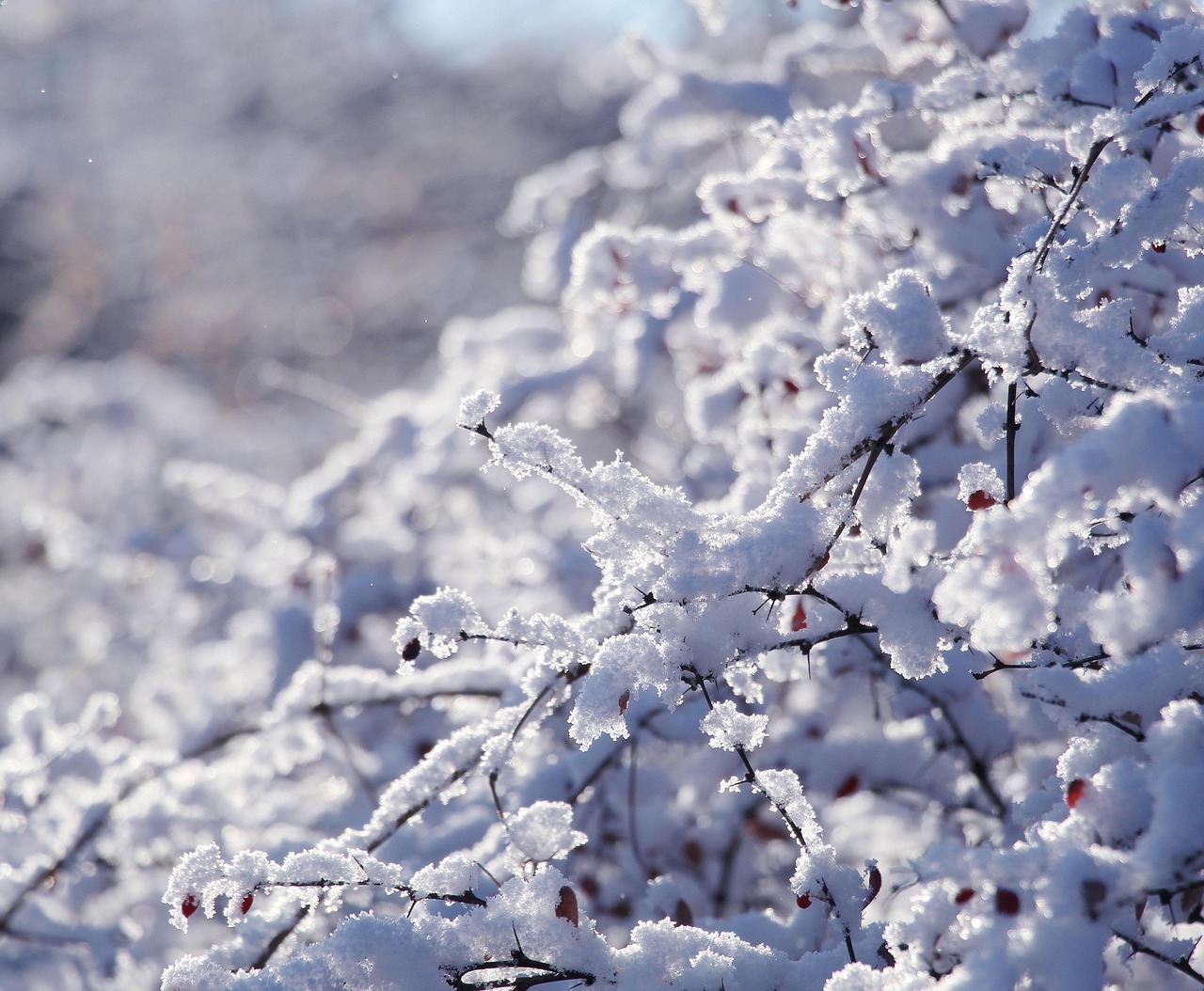 Winter Snow Twigs - Free photo on Pixabay - Pixabay