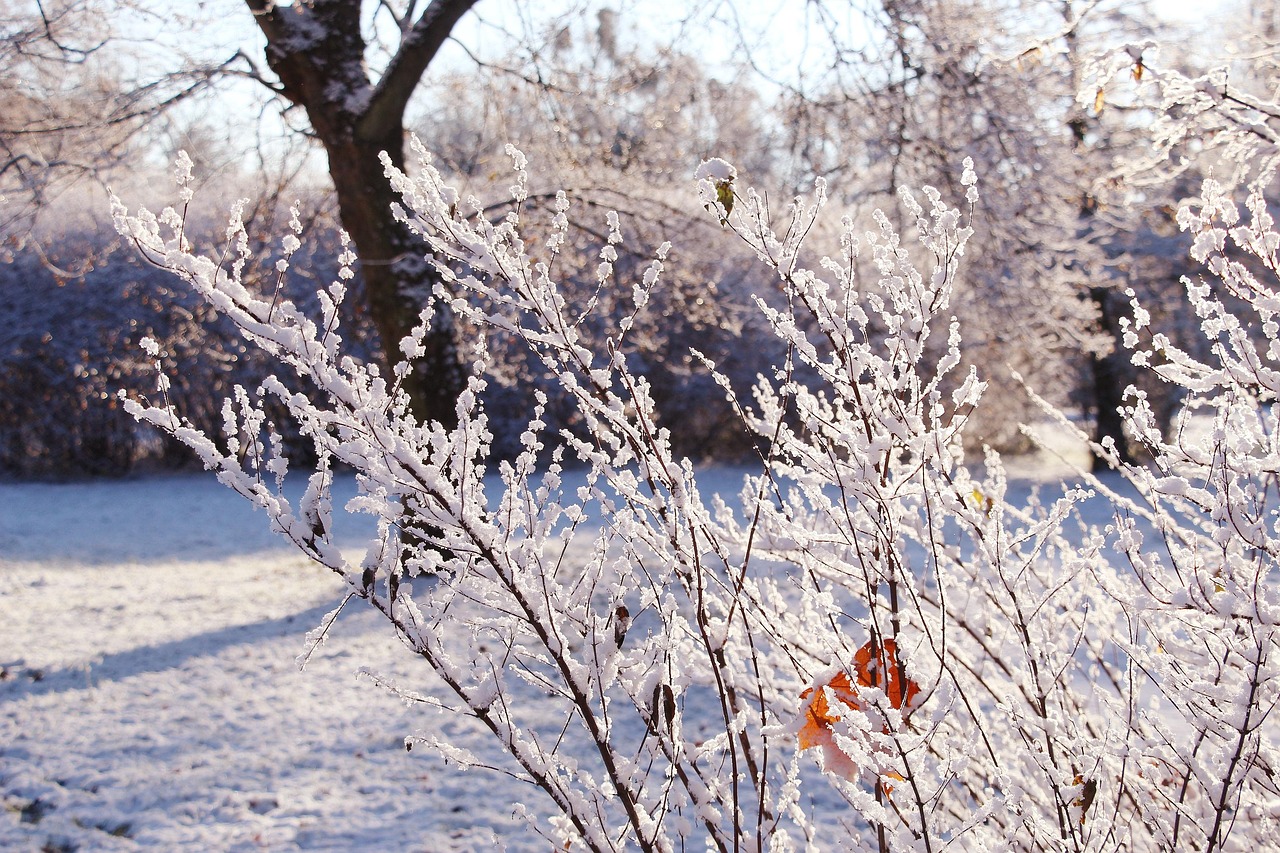 Twigs Snow Winter - Free photo on Pixabay