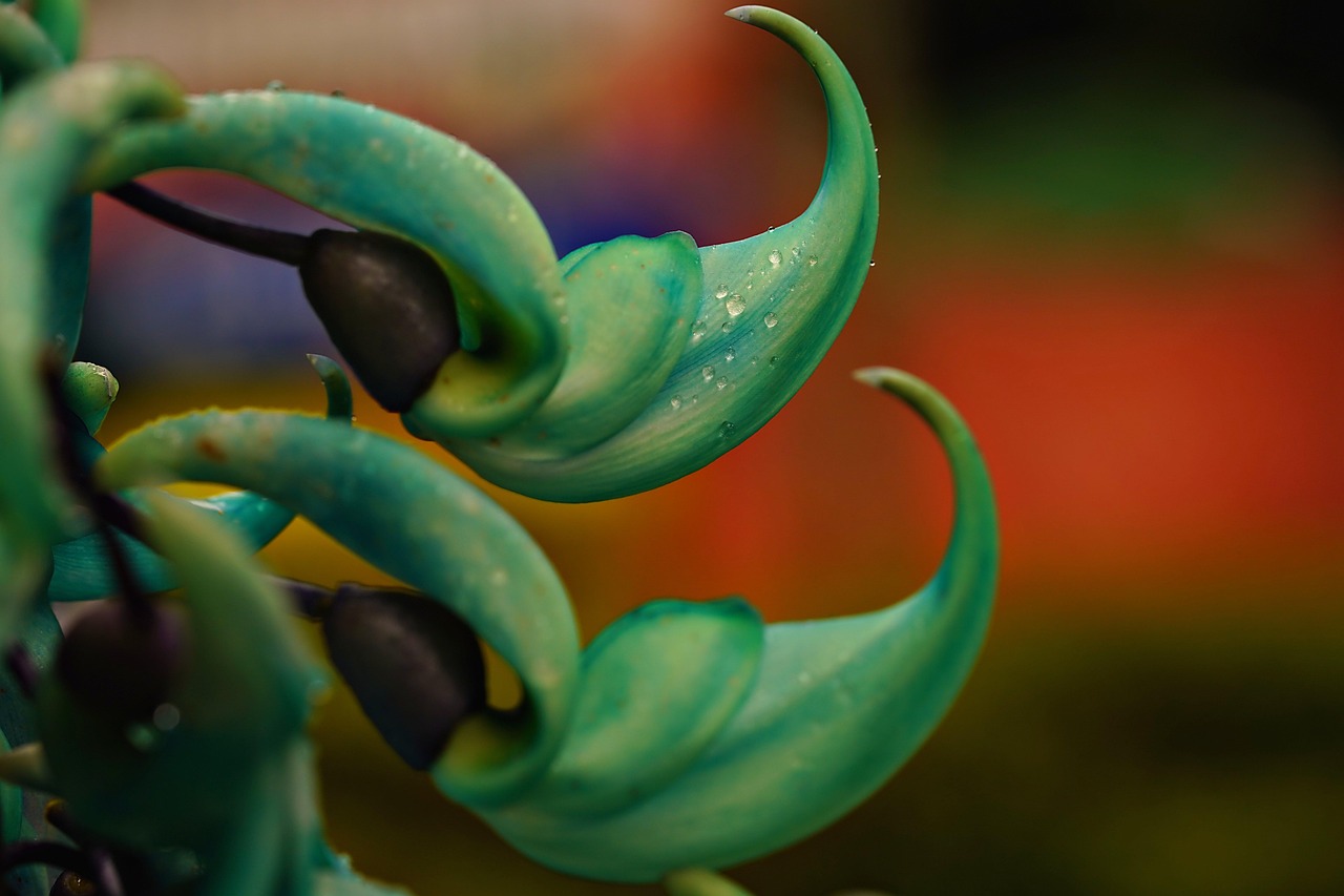 Jade Vine Flora Flower - Free photo on Pixabay - Pixabay