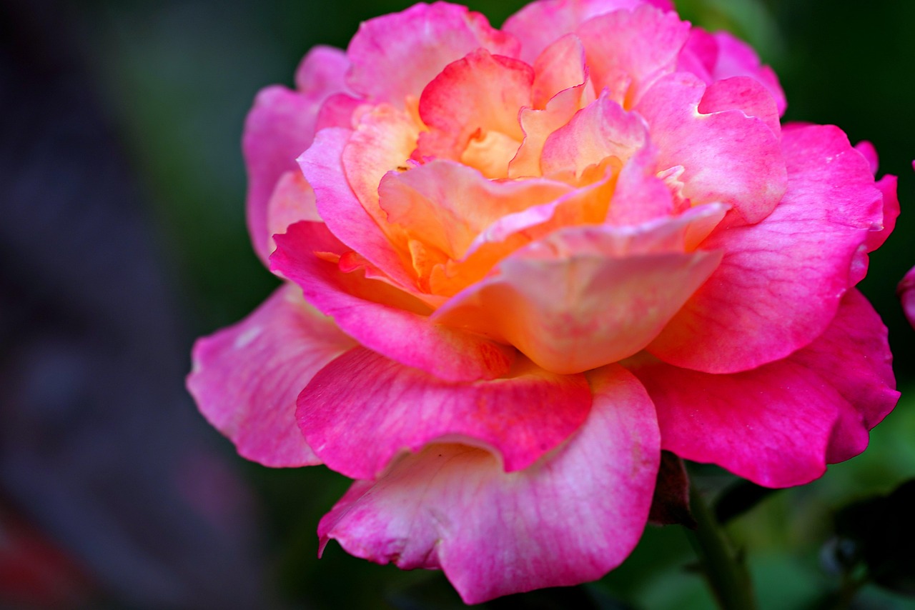 Rose Flora Flower - Free photo on Pixabay