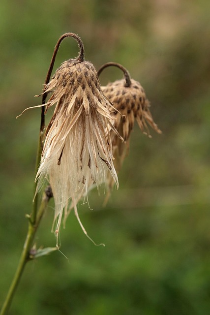 Knapweed Seed Stand Dried Up - Free photo on Pixabay - Pixabay