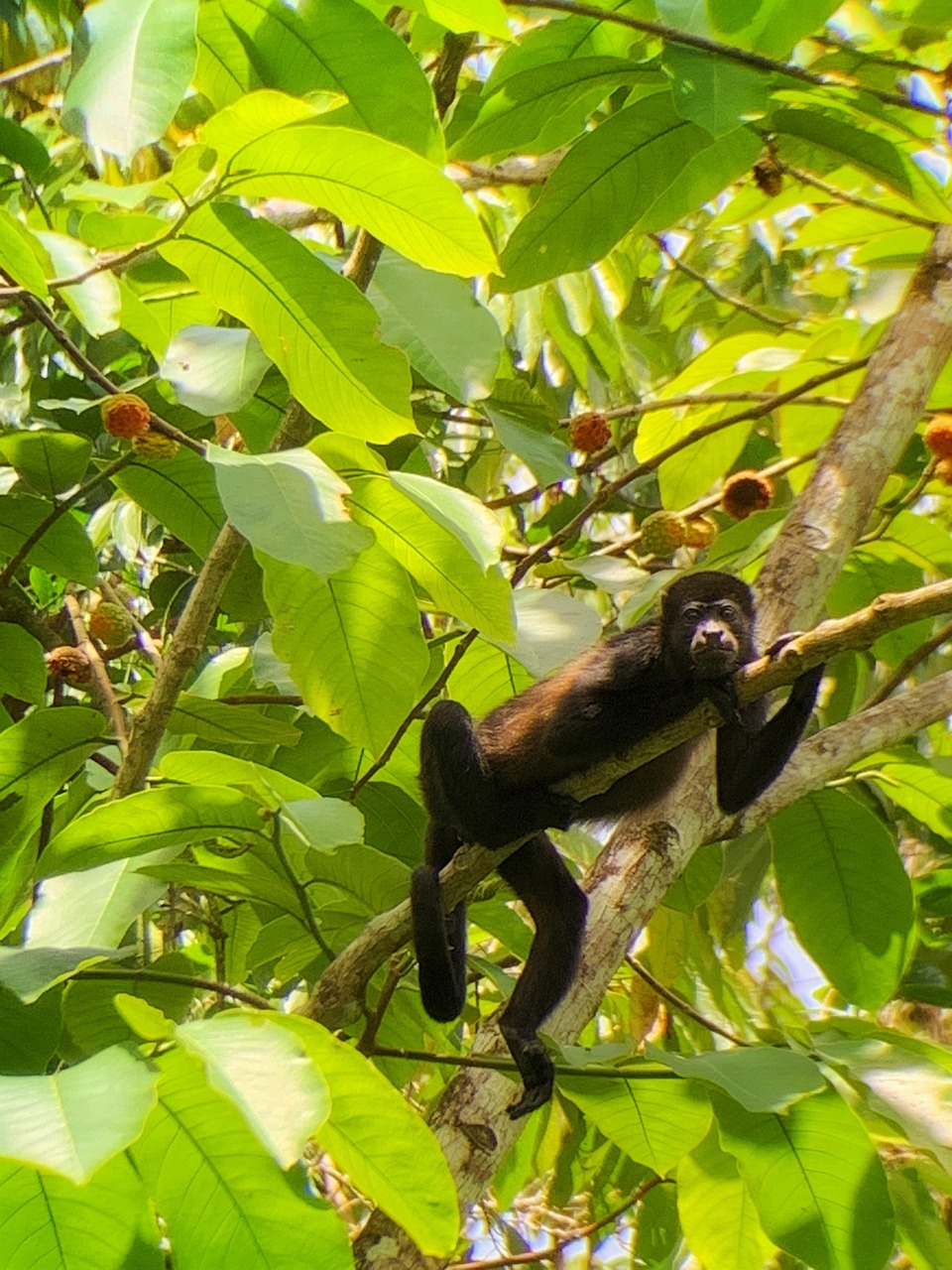 Costa Rica Howler Monkey - Free photo on Pixabay - Pixabay