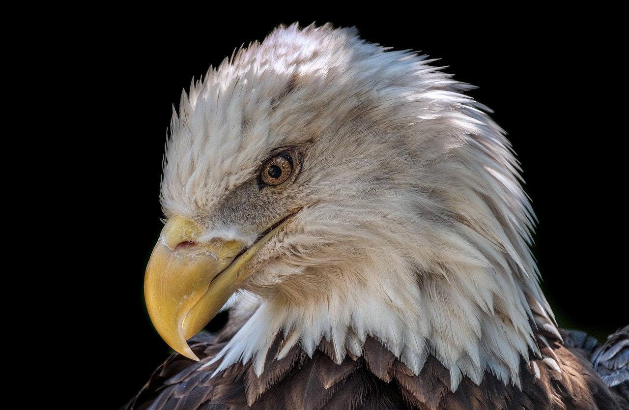 Bald Eagle Raptor - Free photo on Pixabay Bald Eagle Raptor - Free photo on Pixabay
