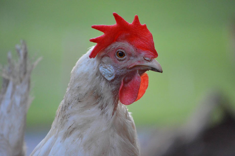 Chicken Beak Feathers - Free photo on Pixabay - Pixabay