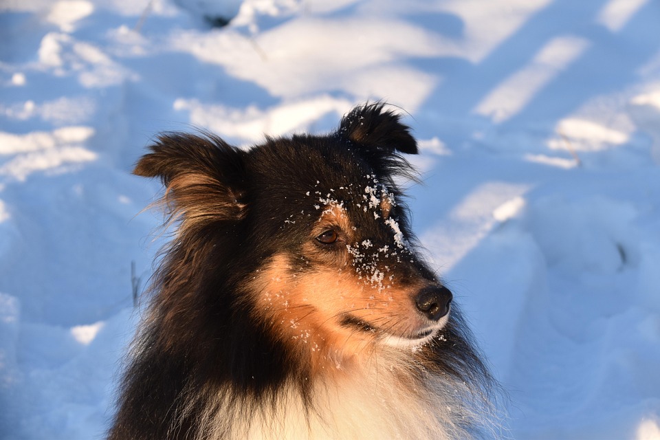 Dog Shetland Sheepdog Winter - Free photo on Pixabay