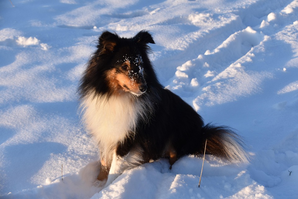 Dog Shetland Sheepdog Winter - Free photo on Pixabay