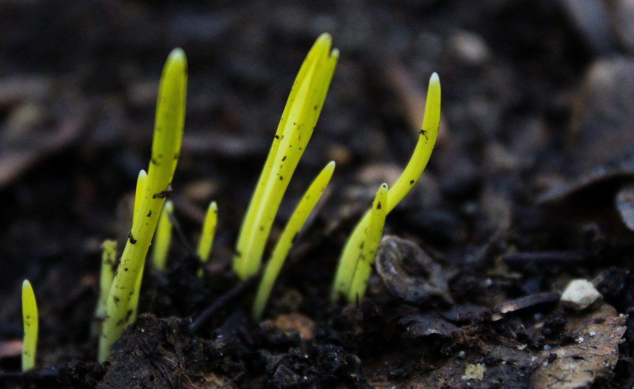 Kuncup Rumput Alam Musim - Foto gratis di Pixabay - Pixabay