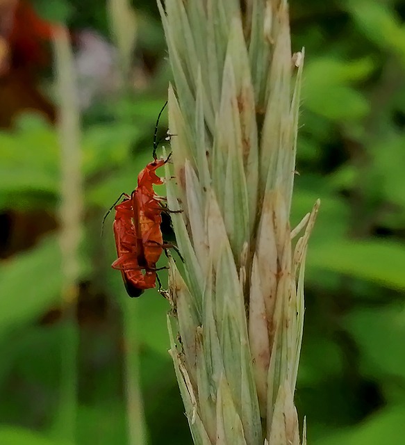 Insectes Nature Coléoptères - Photo gratuite sur Pixabay - Pixabay