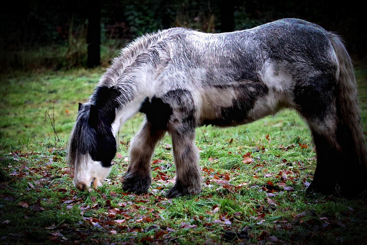 20,000+ Free Pferd Kaltblüter & Horse Images - Pixabay