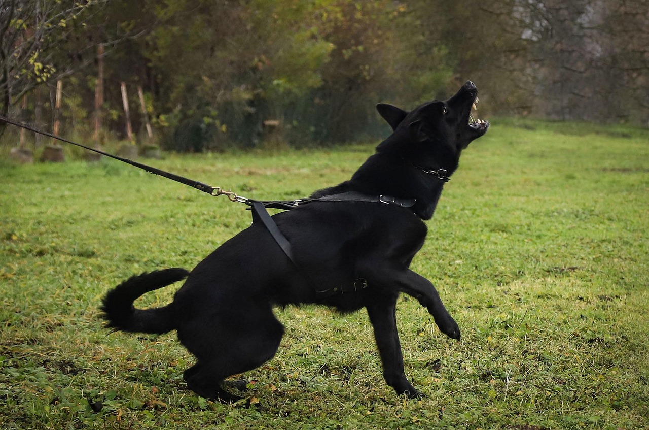 Black German Shepherd Snarl Teeth - Free photo on Pixabay - Pixabay