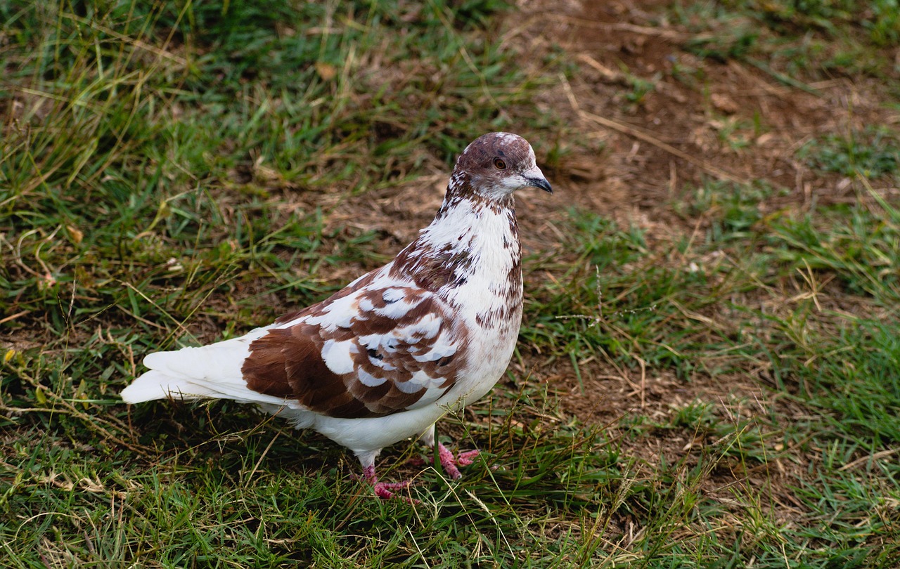 Pigeon Bird - Free photo on Pixabay