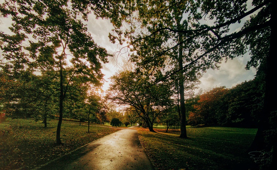 Parkera Regn Skog - Gratis foto på Pixabay - Pixabay
