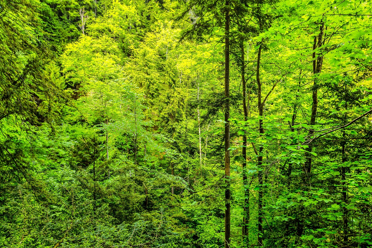 Forêt La Nature Des - Photo gratuite sur Pixabay - Pixabay