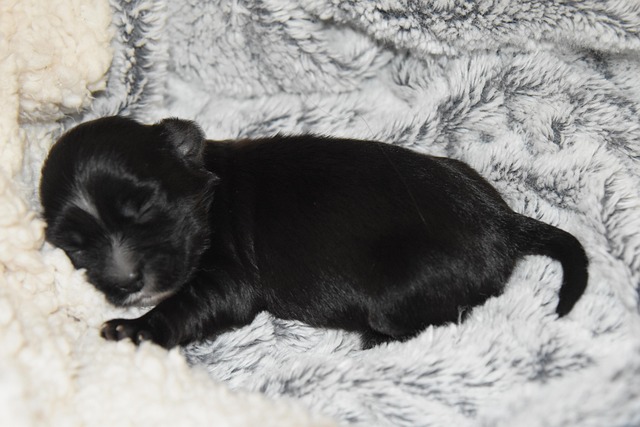 Havanese Puppy New Born Baby Dog - Free photo on Pixabay