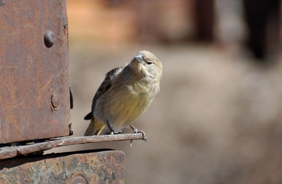 Nature Oiseau Passereau - Photo gratuite sur Pixabay - Pixabay