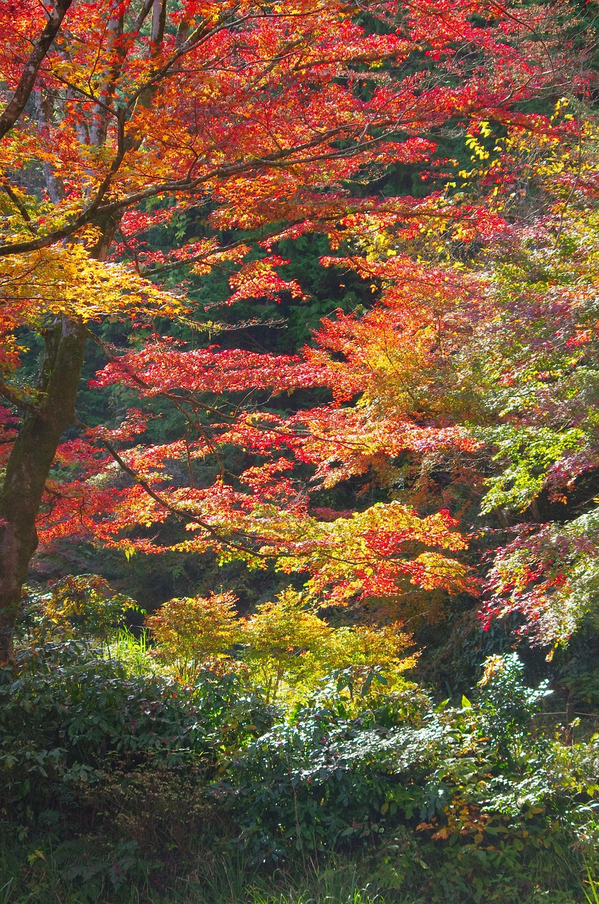 Natural Hojas Otoñales De - Foto gratis en Pixabay - Pixabay