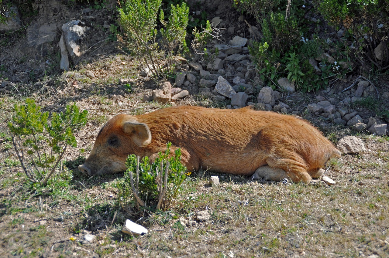 Little Pig Nature Relax - Free photo on Pixabay